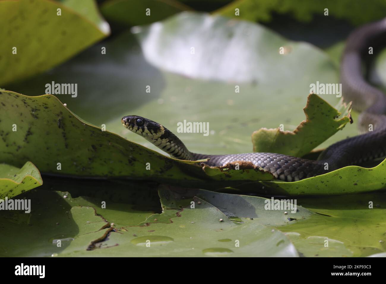 Lateral water snake hi-res stock photography and images - Alamy