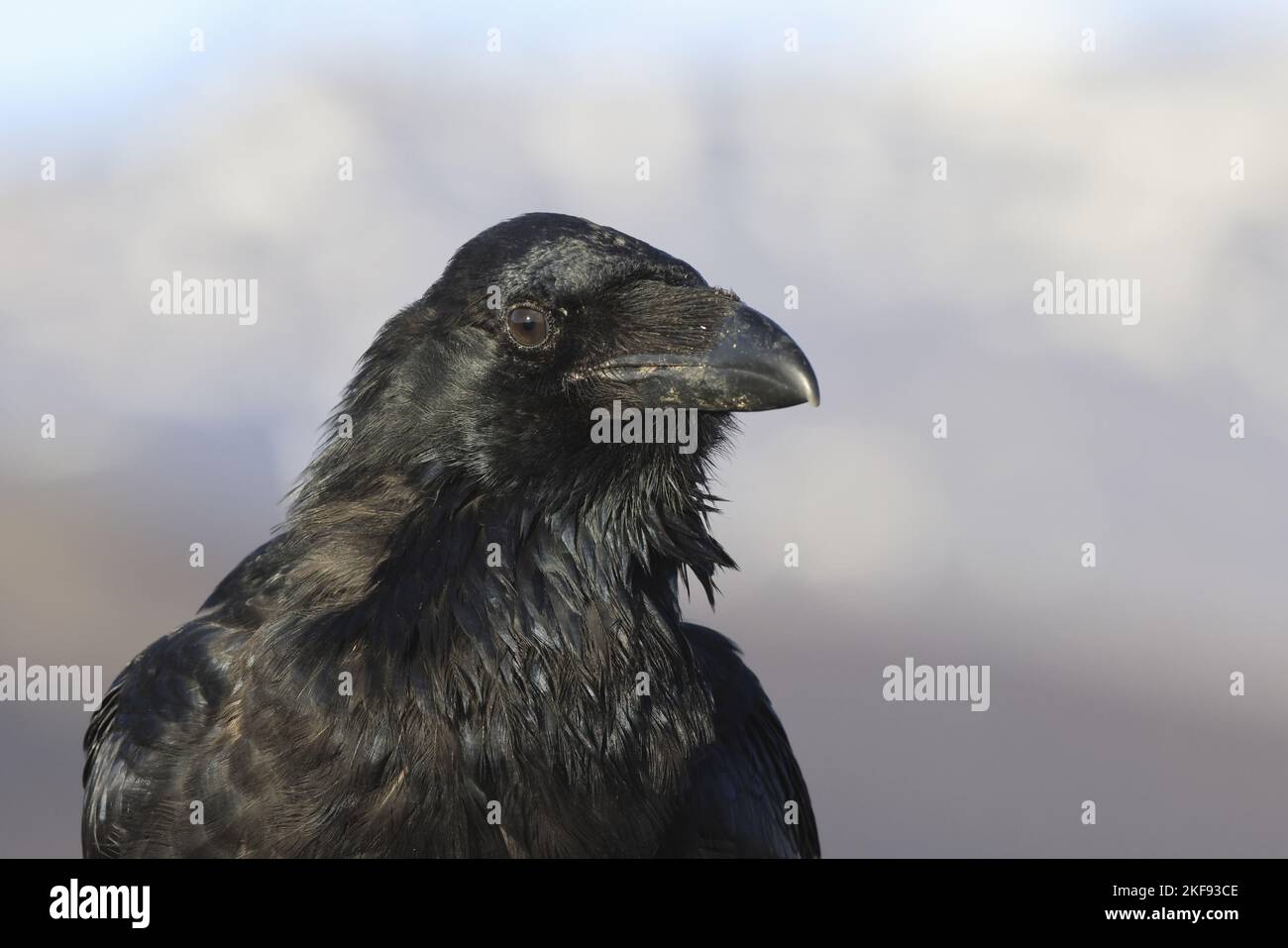 common raven portrait Stock Photo - Alamy