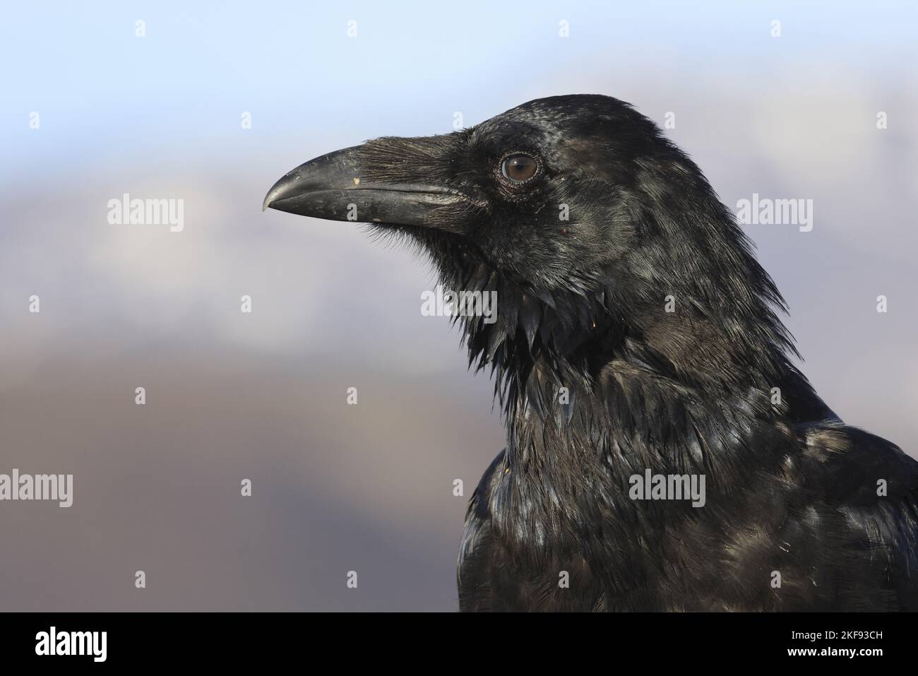 Raven portraits hi-res stock photography and images - Alamy