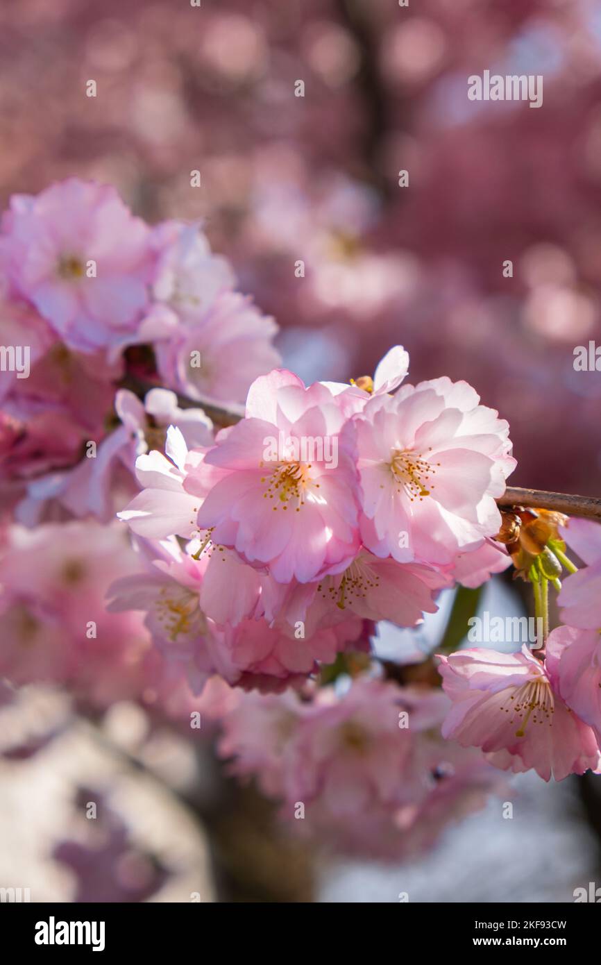 Pink violet flowers of cherry blossom on cherry tree close up ...