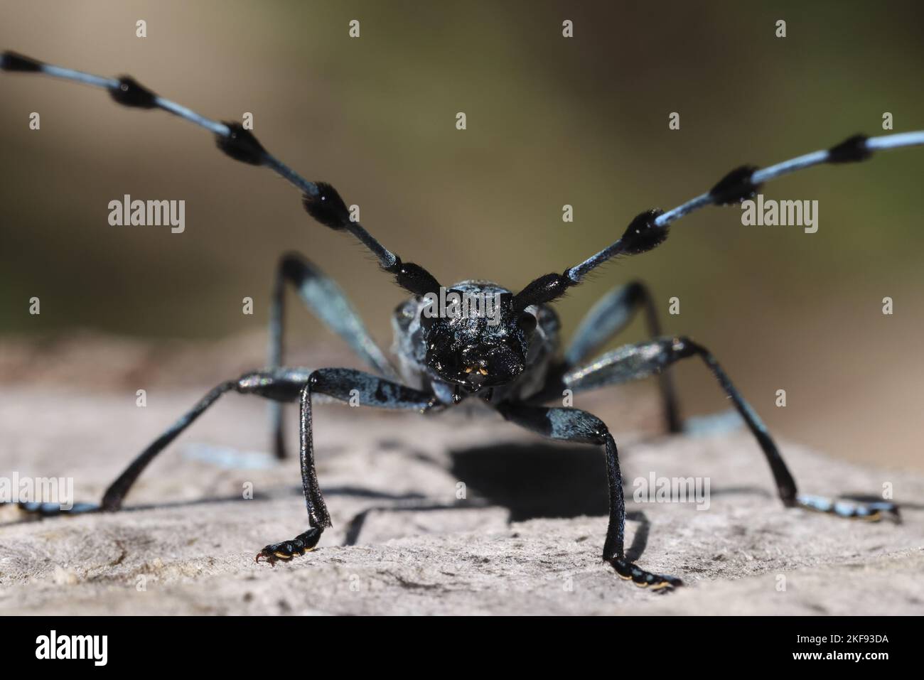 Alpine longhorn beetle Stock Photo - Alamy