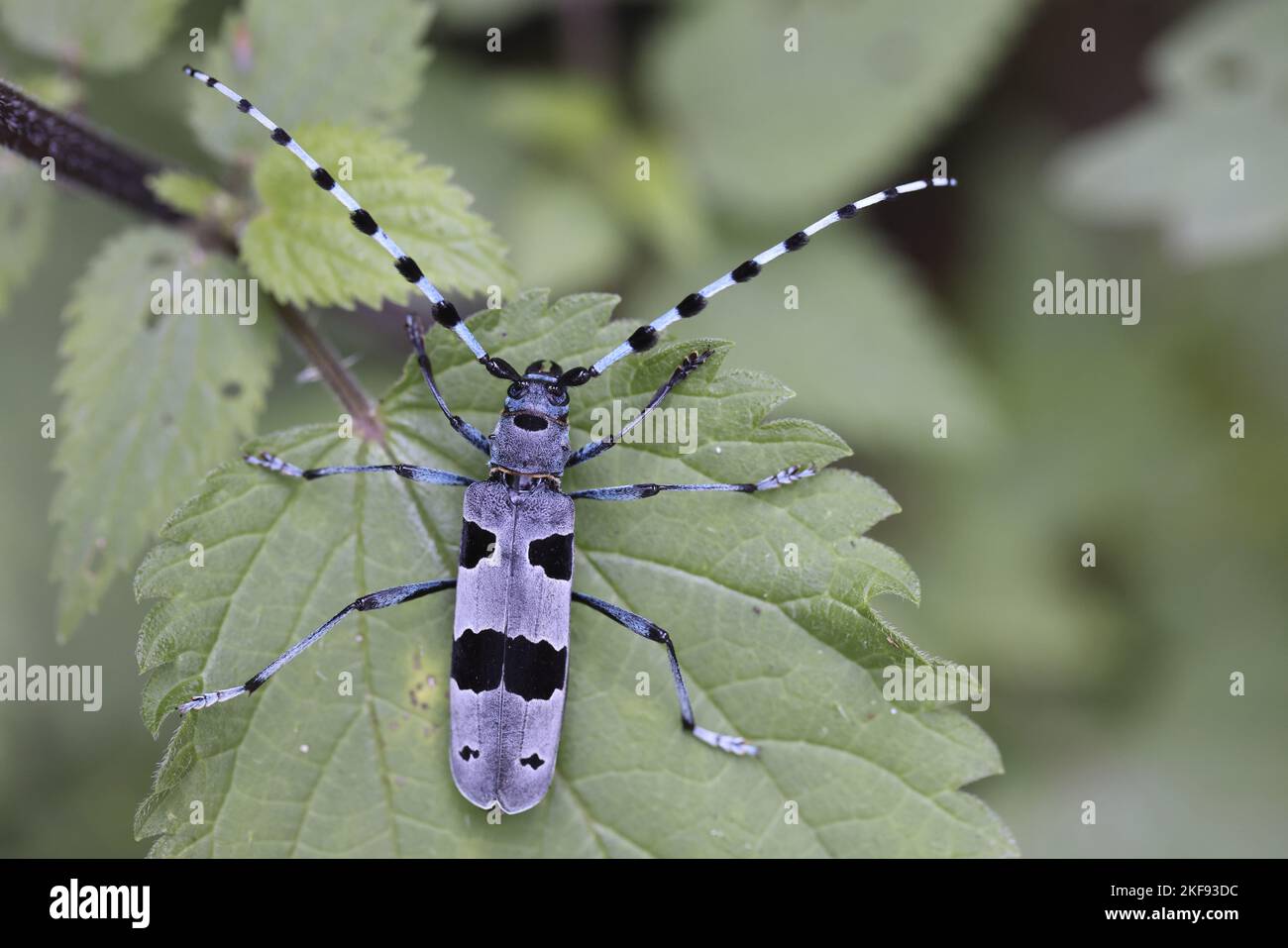 Back view of longhorn beetle hi-res stock photography and images - Alamy