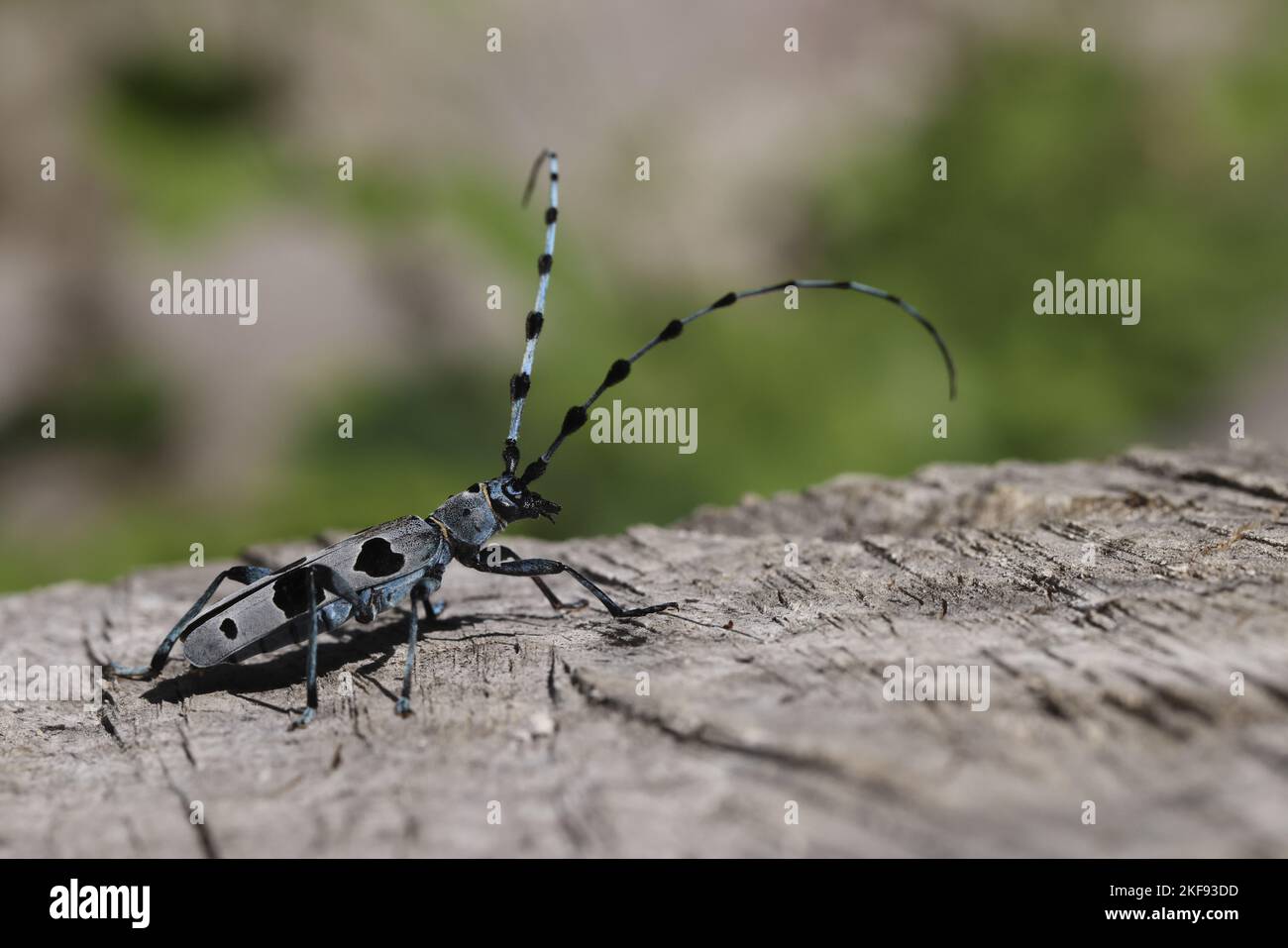 Alpine longhorn beetle Stock Photo - Alamy