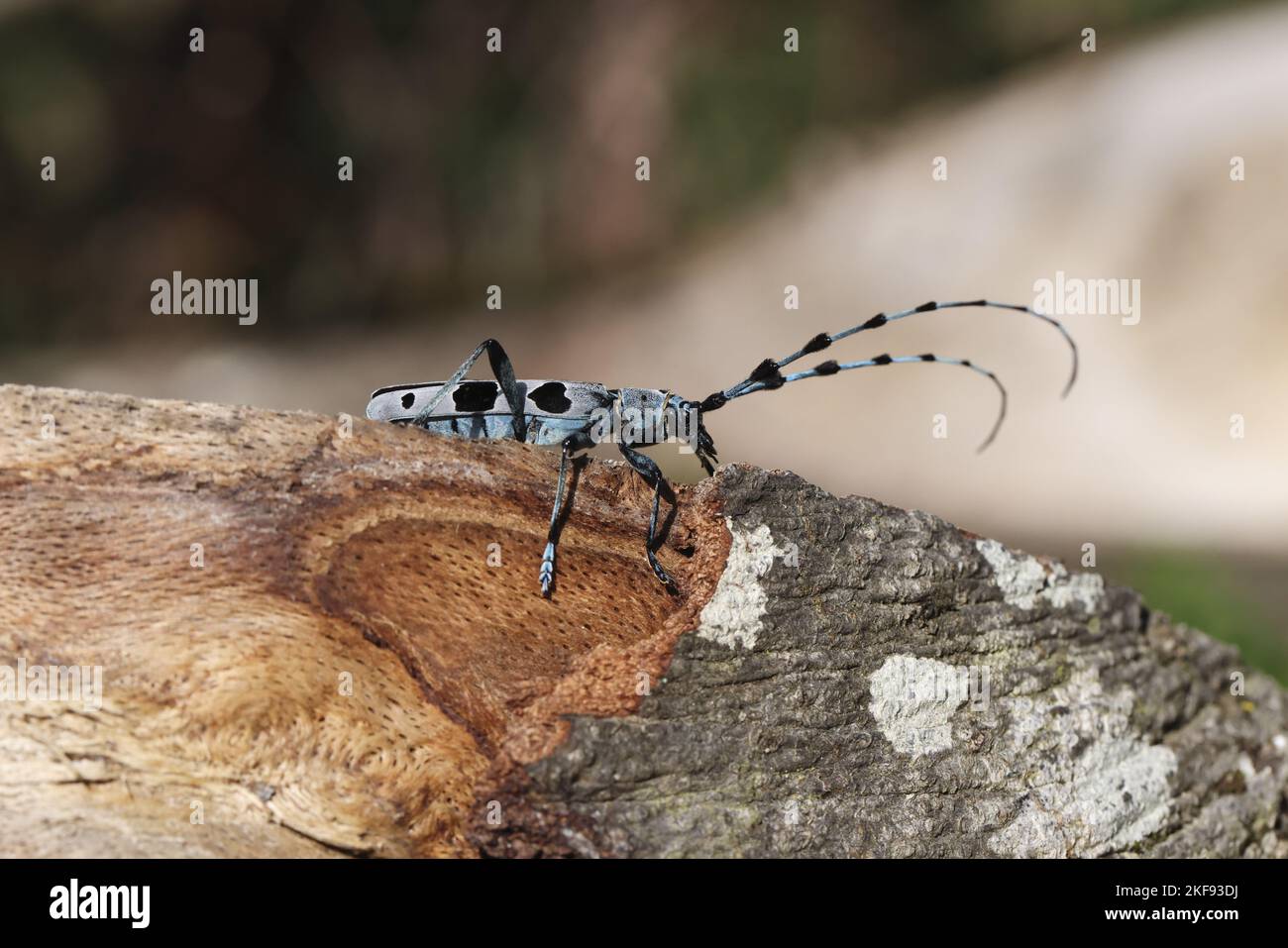 Alpine longhorn beetle Stock Photo - Alamy