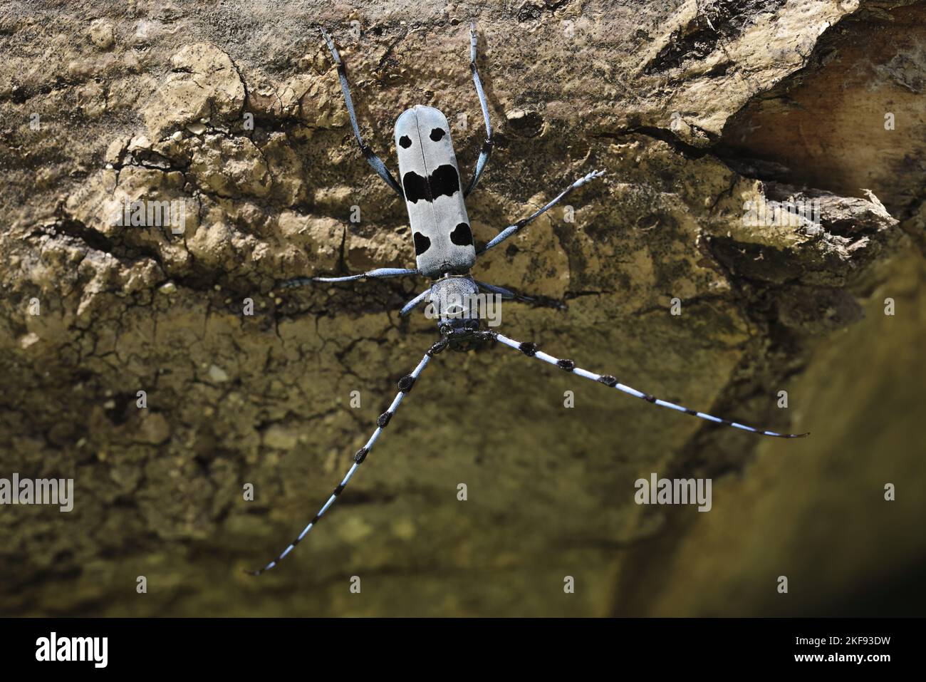 Alpine longhorn beetle Stock Photo - Alamy