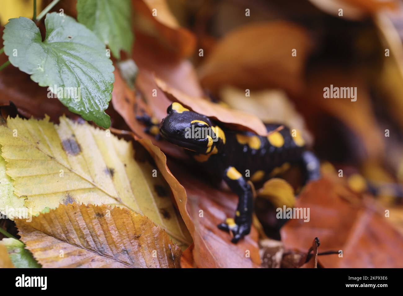 Fire salamander side view hi-res stock photography and images - Alamy