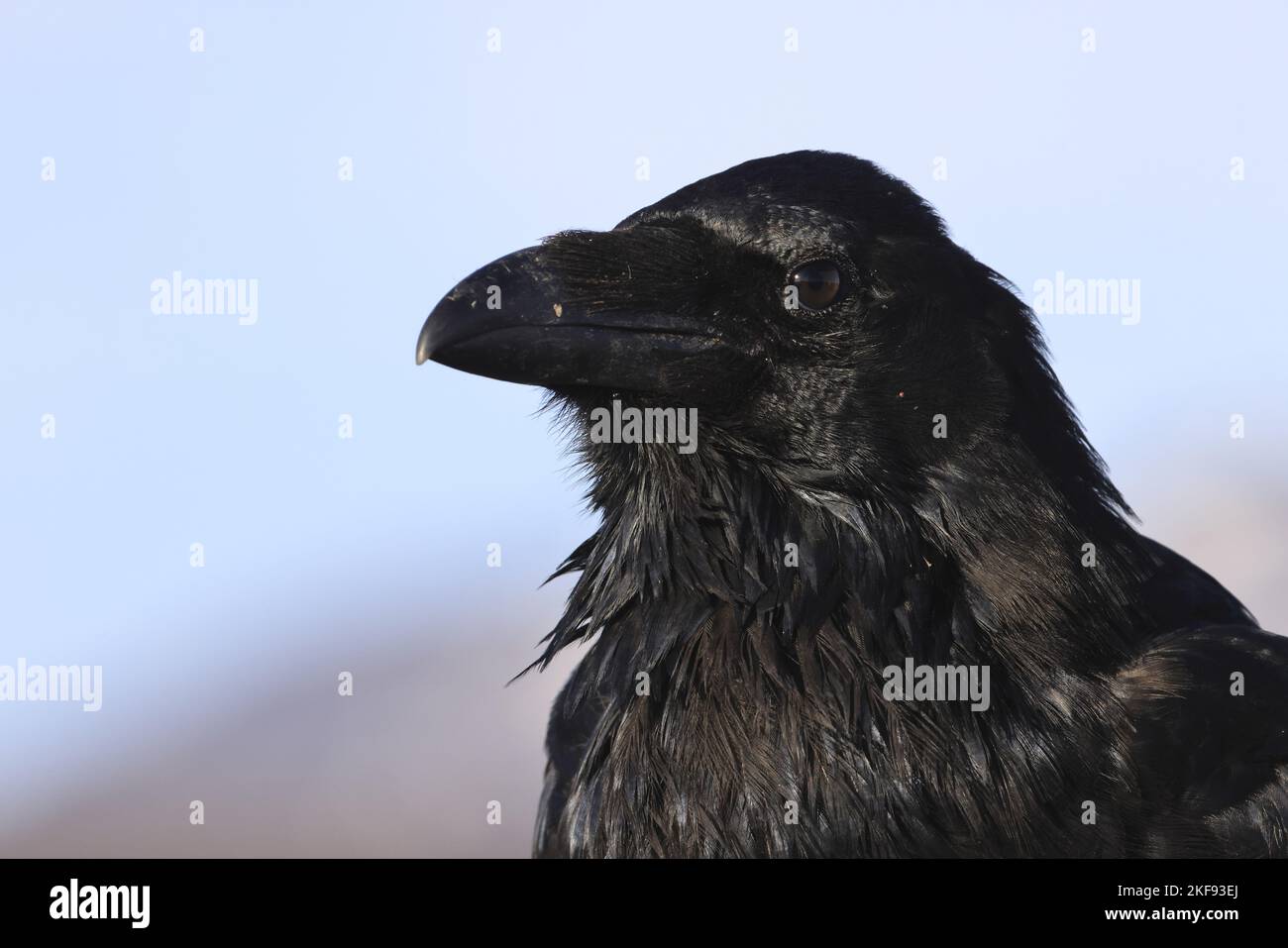 common raven portrait Stock Photo - Alamy