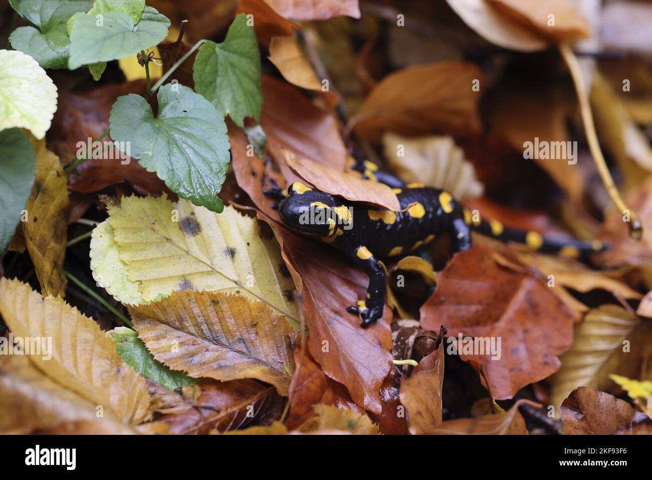 Fire salamander with autumn leaf hi-res stock photography and images ...