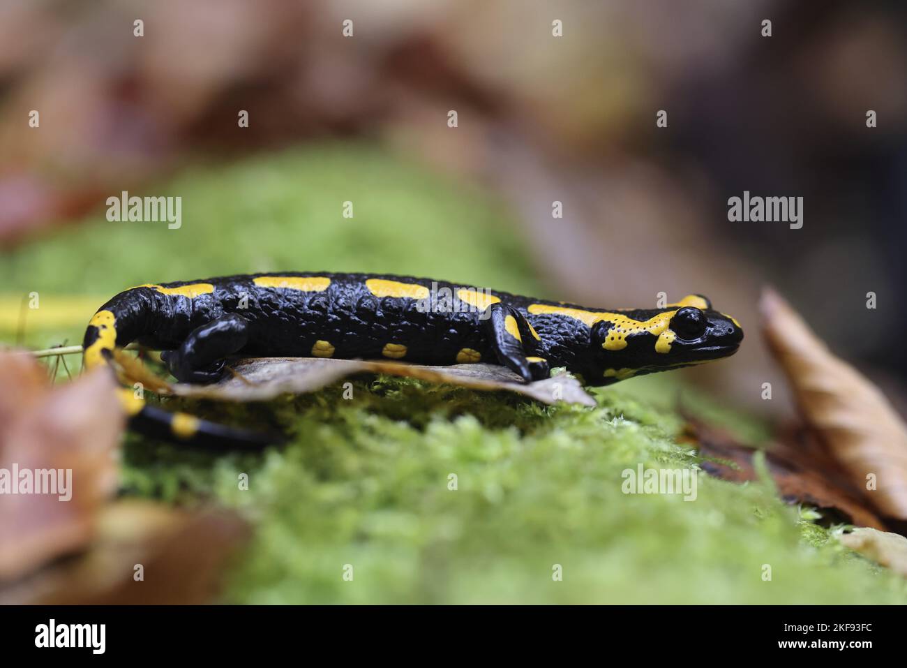 Yellow spotted salamanders hi-res stock photography and images - Alamy