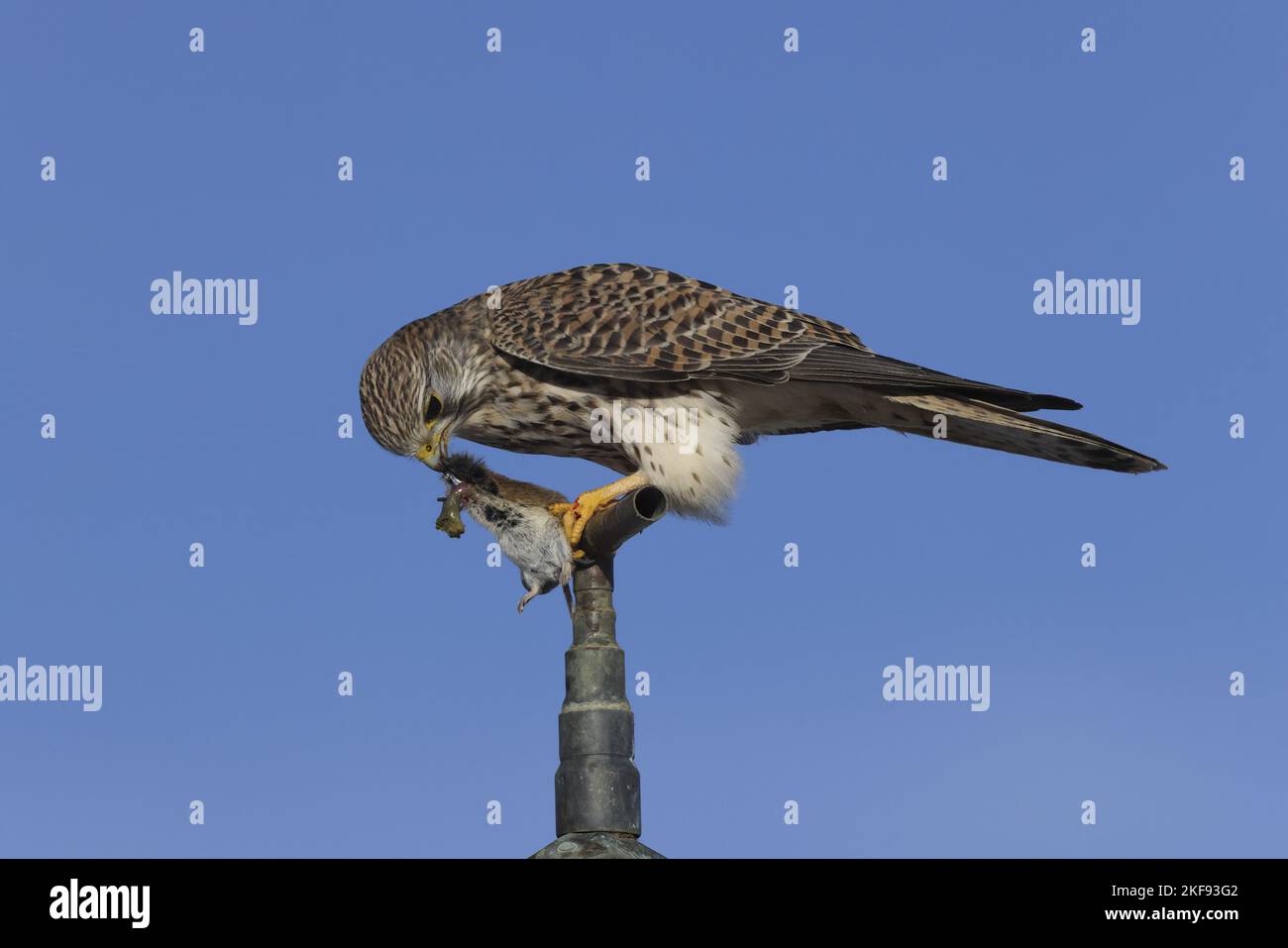 Kestrel with mouse hi-res stock photography and images - Alamy