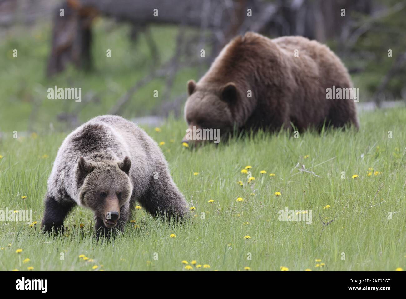 Grizzly bear cub walks hi-res stock photography and images - Alamy