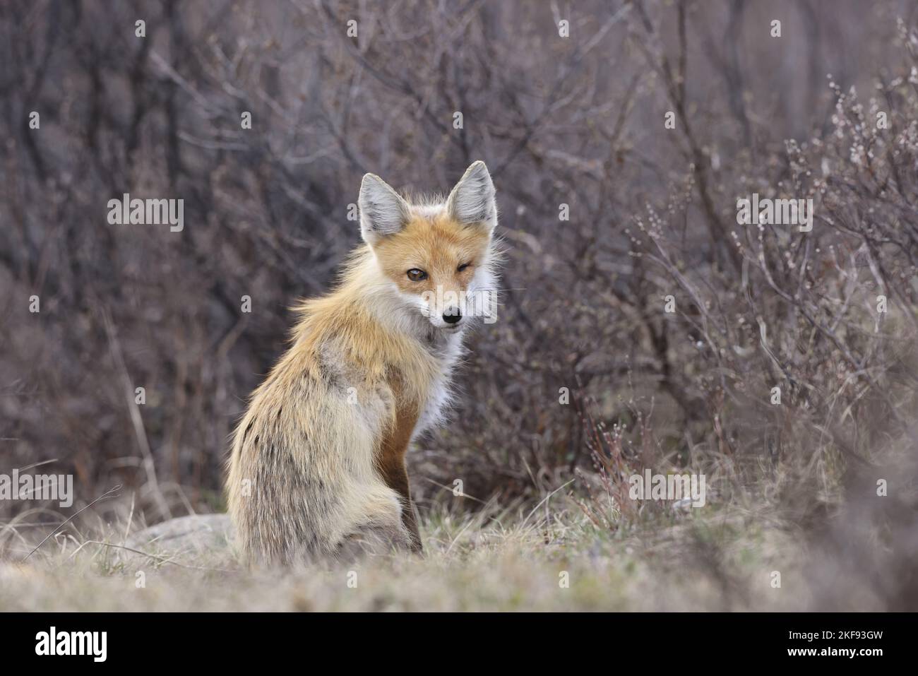 american red fox Stock Photo - Alamy