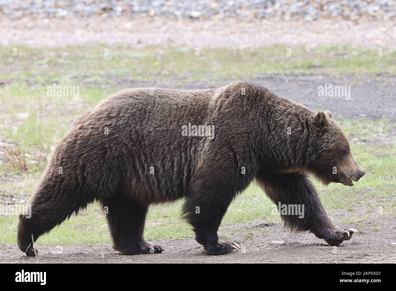 Adult grizzly bear walks hi-res stock photography and images - Alamy