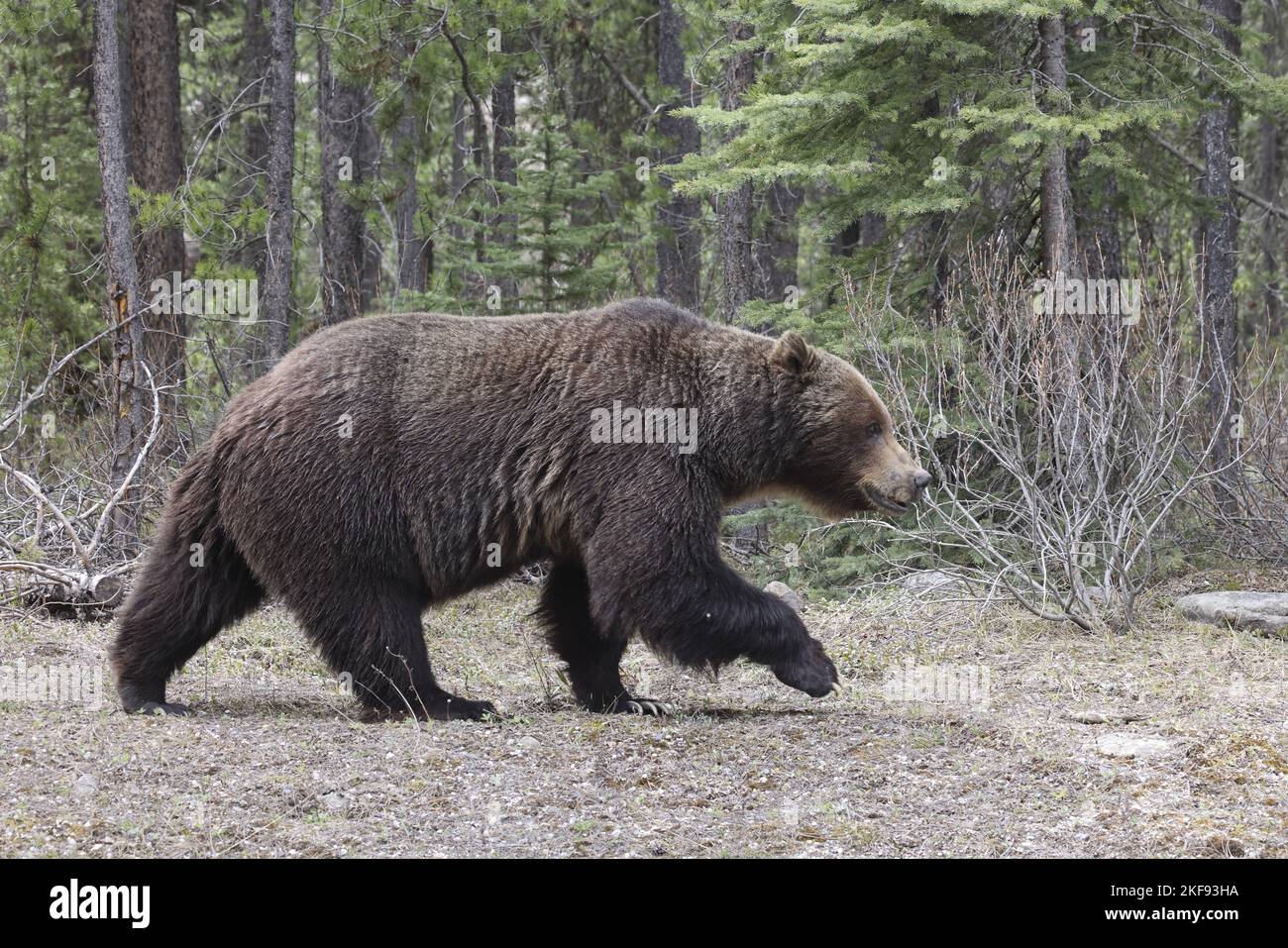 Go grizzly hi-res stock photography and images - Alamy