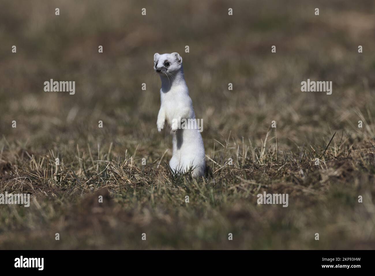 Withered leg hi-res stock photography and images - Alamy