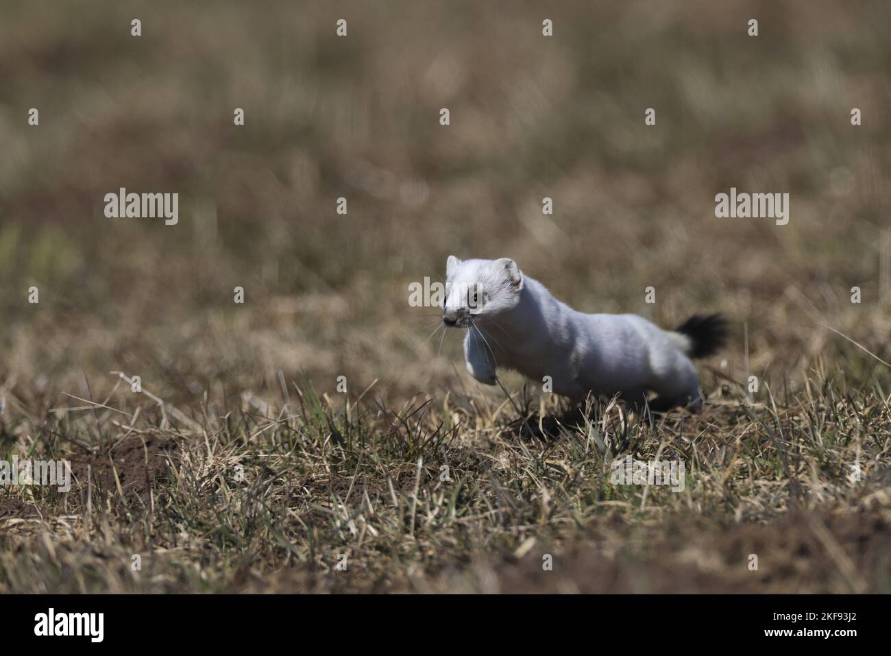 Running stoat hi-res stock photography and images - Alamy