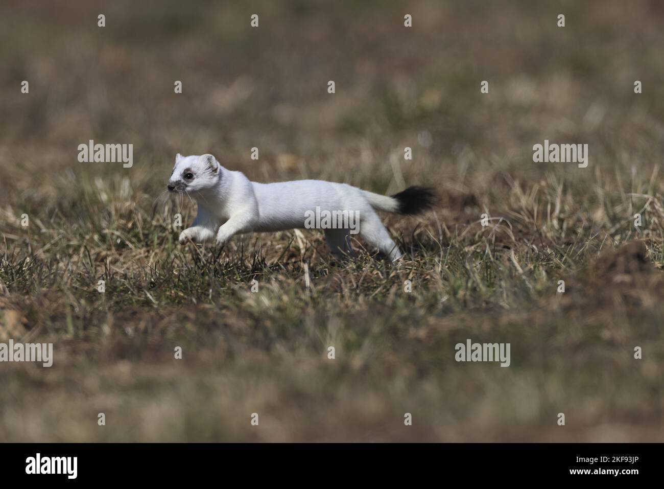 Running stoat hi-res stock photography and images - Alamy