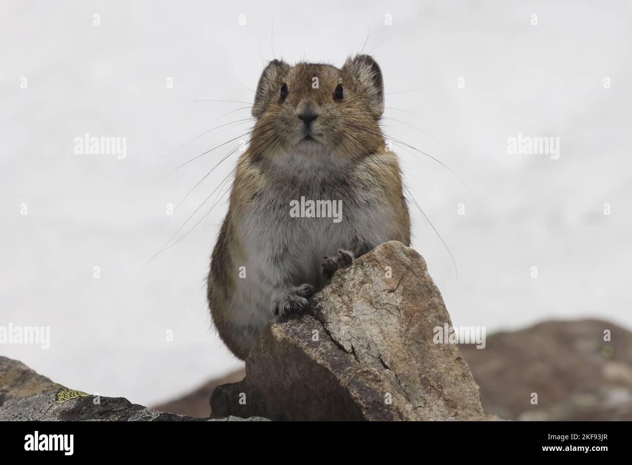Pika standing hi-res stock photography and images - Alamy
