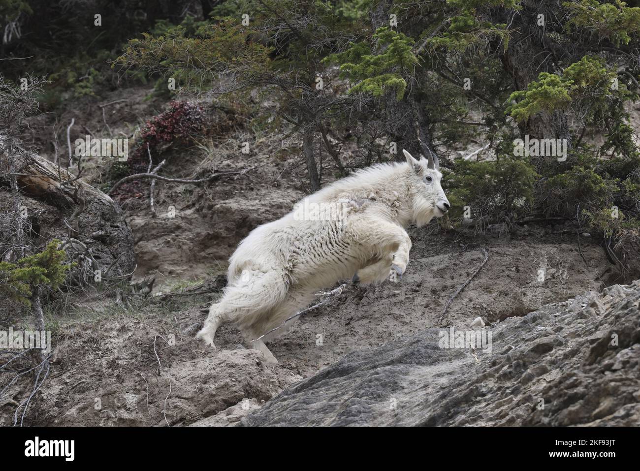 Rocky Mountain goat Stock Photo - Alamy