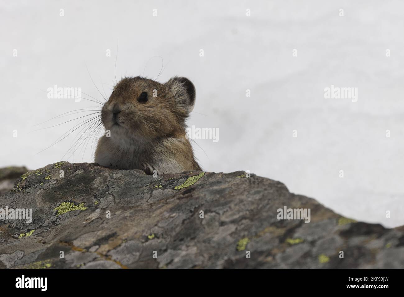 Pikas canada hi-res stock photography and images - Alamy