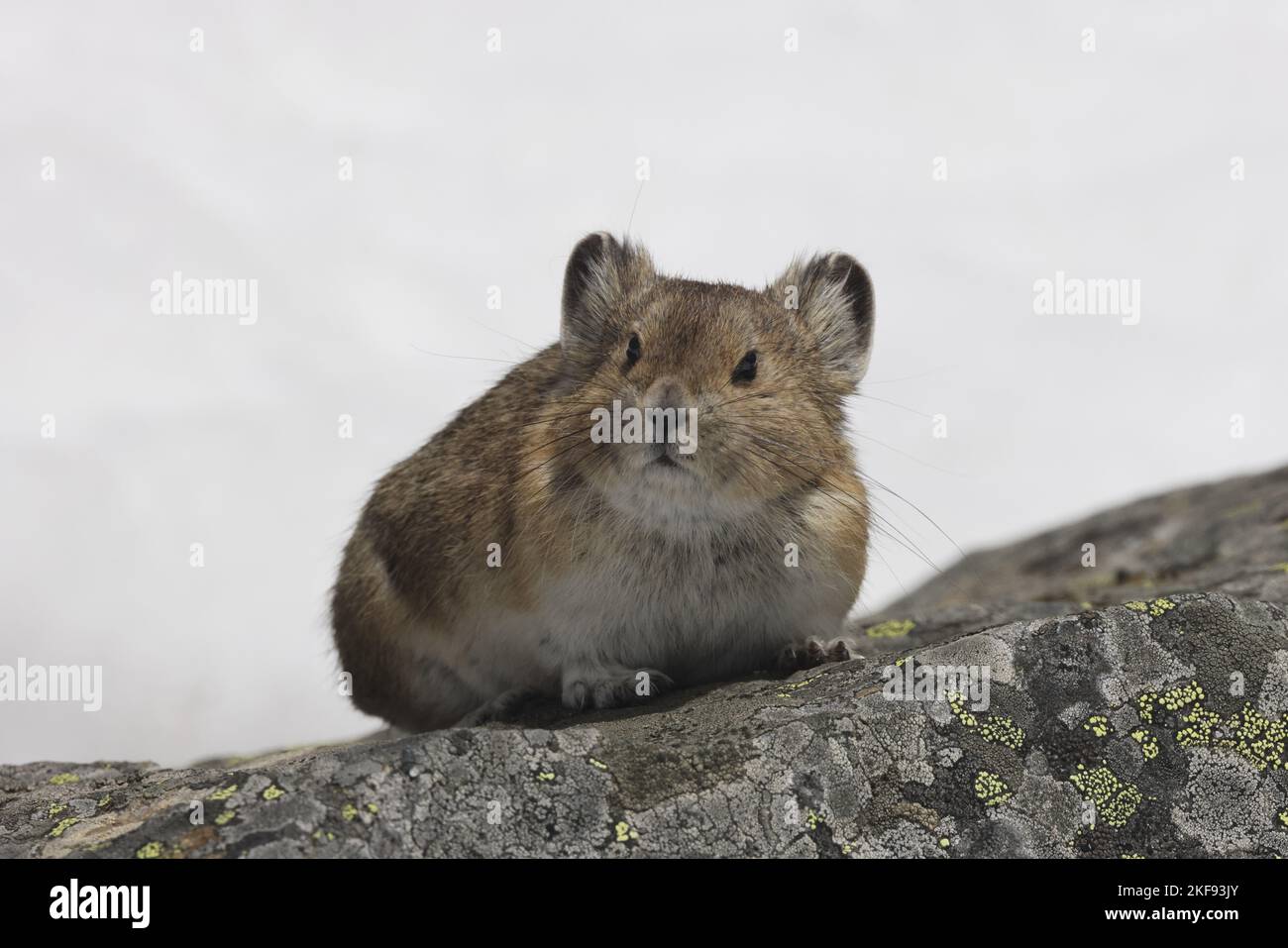 Pikas canada hi-res stock photography and images - Alamy