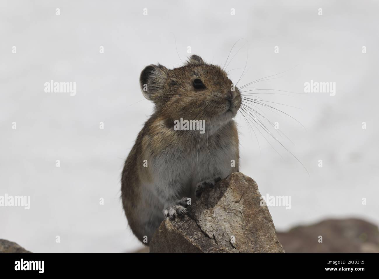 Pikas canada hi-res stock photography and images - Alamy