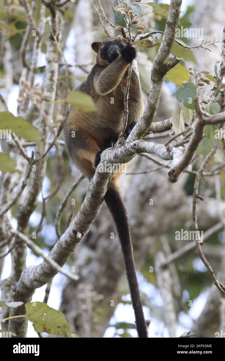 Bennetts tree kangaroo hi-res stock photography and images - Alamy