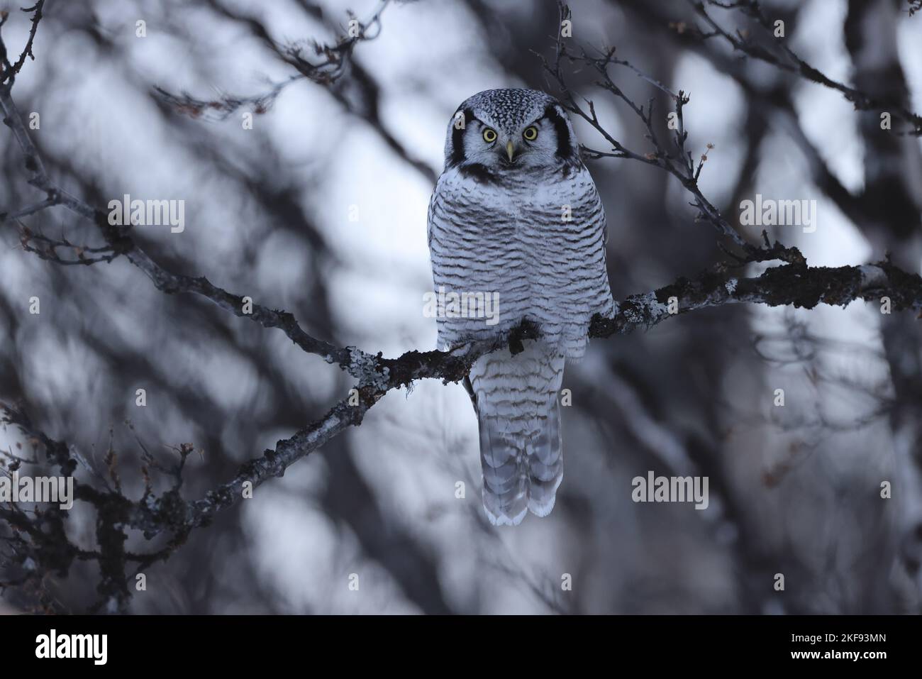 northern hawk owl Stock Photo - Alamy
