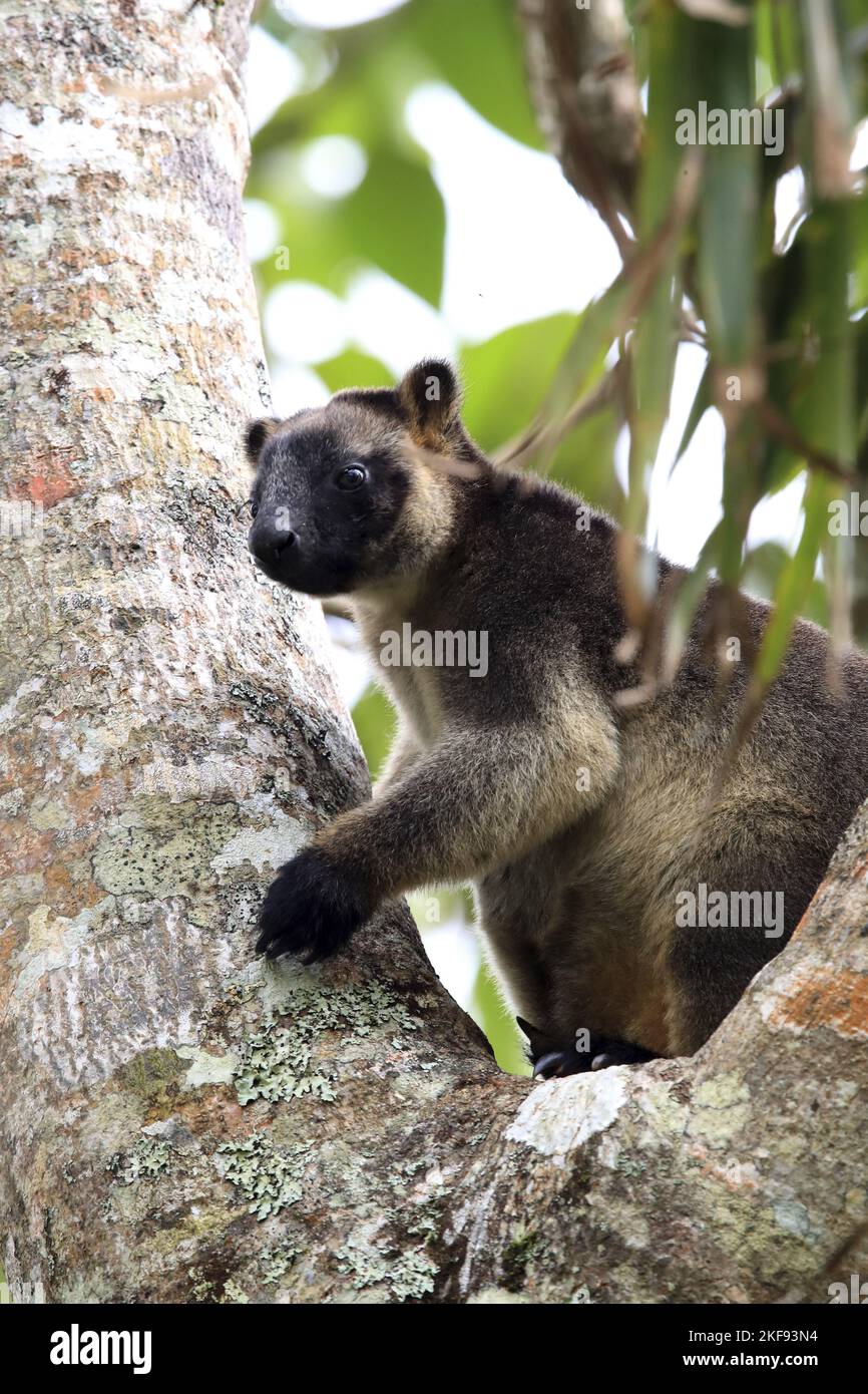 Bennetts tree kangaroo hi-res stock photography and images - Alamy