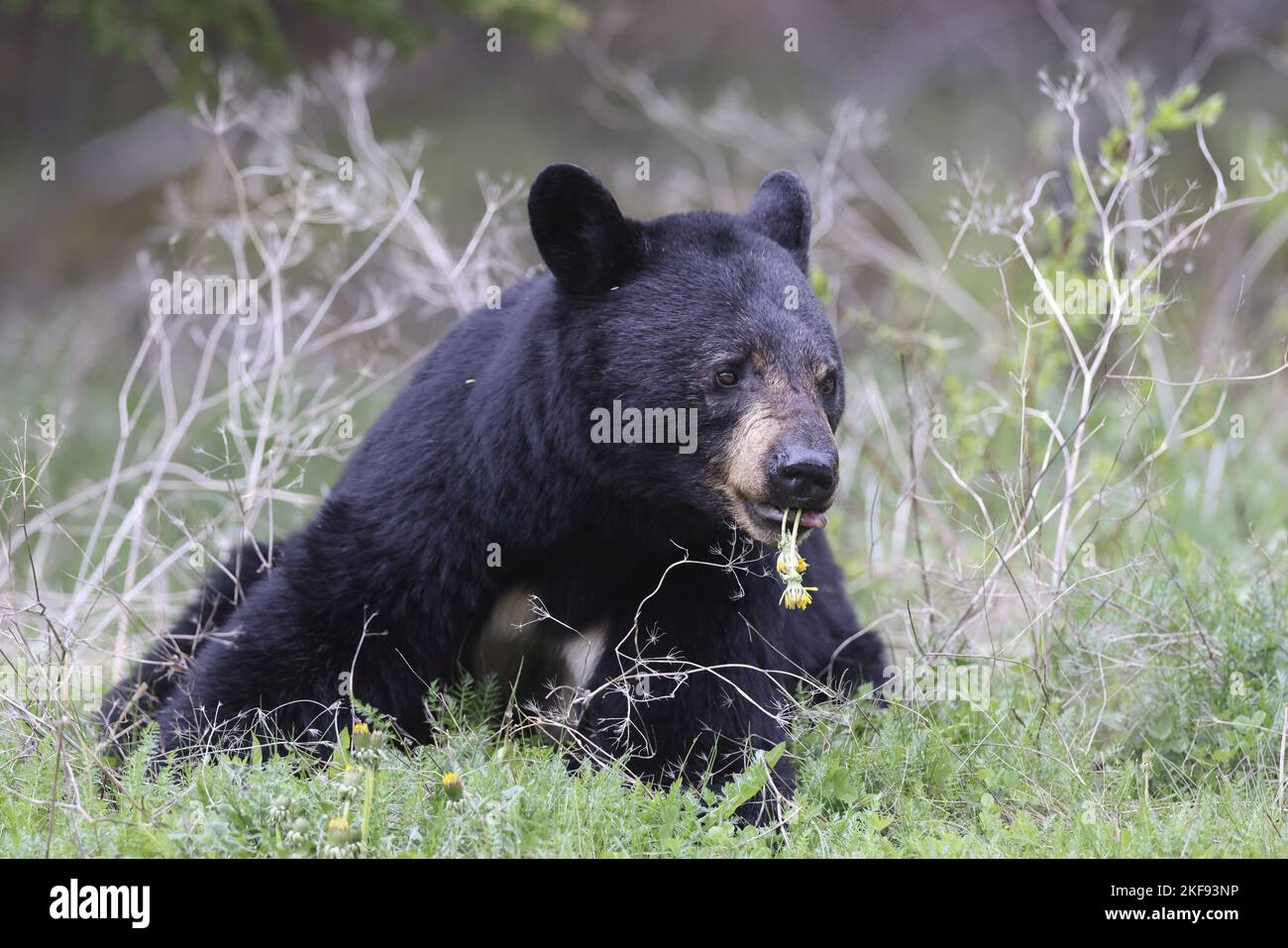 American black bear Stock Photo - Alamy