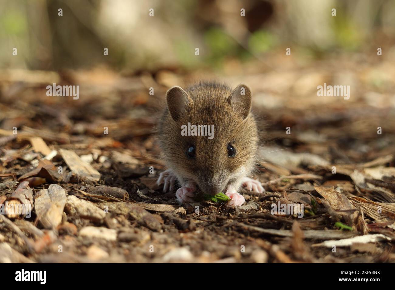 Wood mouse apodemus sylvaticus food hi-res stock photography and images ...