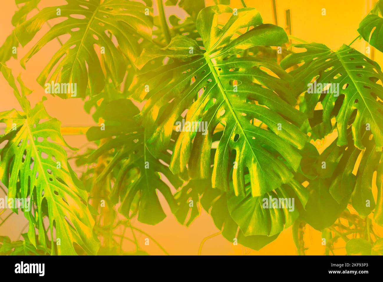 Tropical jungle green leaves background, Monstera Deliciosa leaf on ...