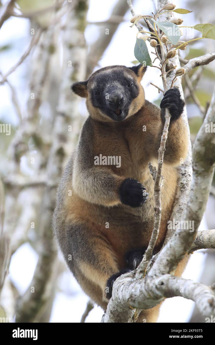 Bennett’s tree kangaroo hi-res stock photography and images - Alamy