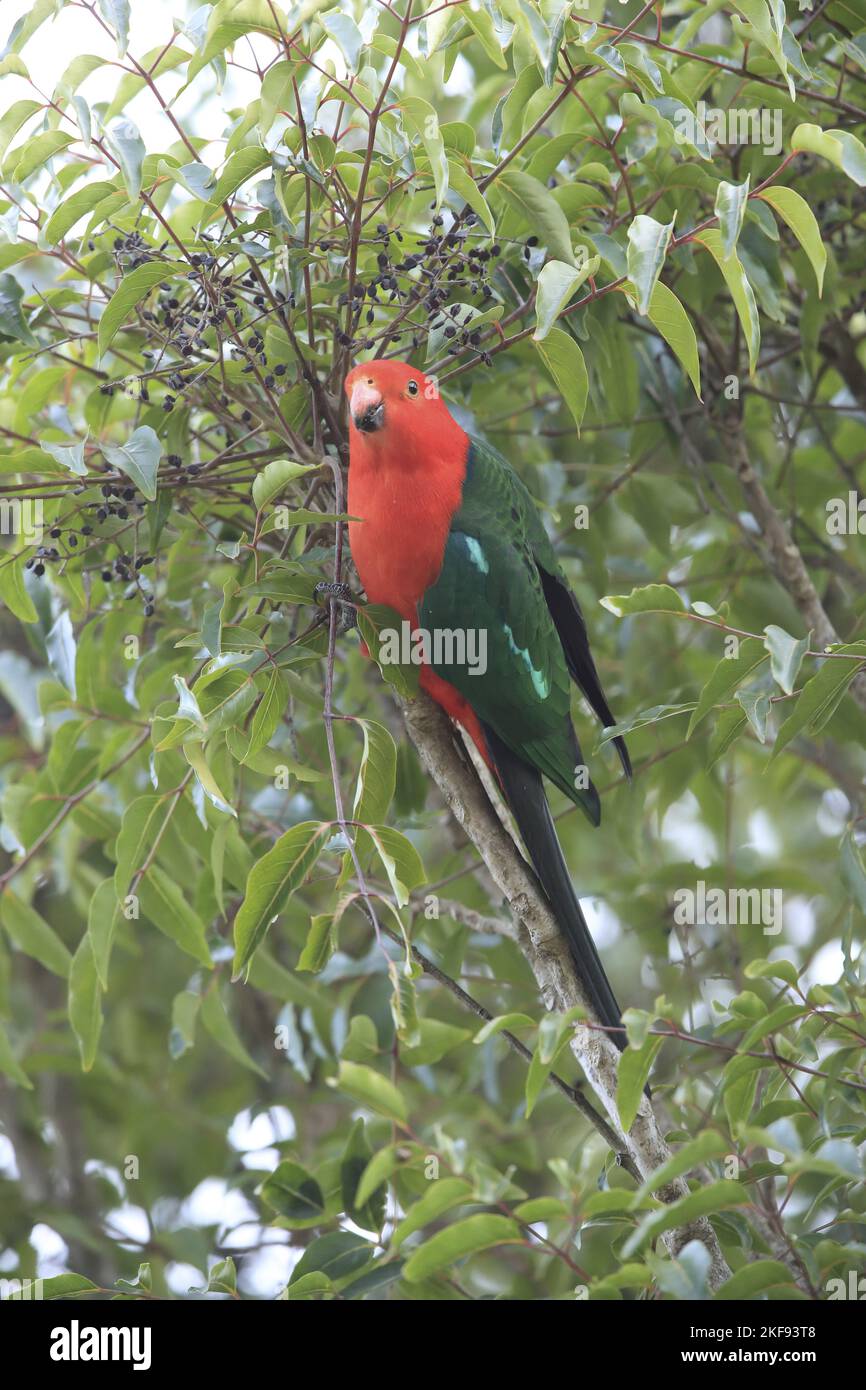 King parrot leaves hi-res stock photography and images - Alamy