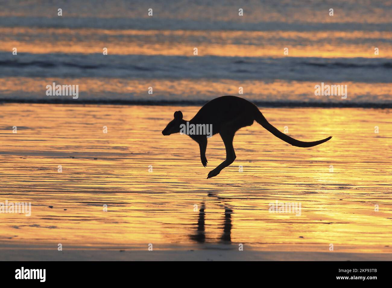 Wallaby silhouette hi-res stock photography and images - Alamy