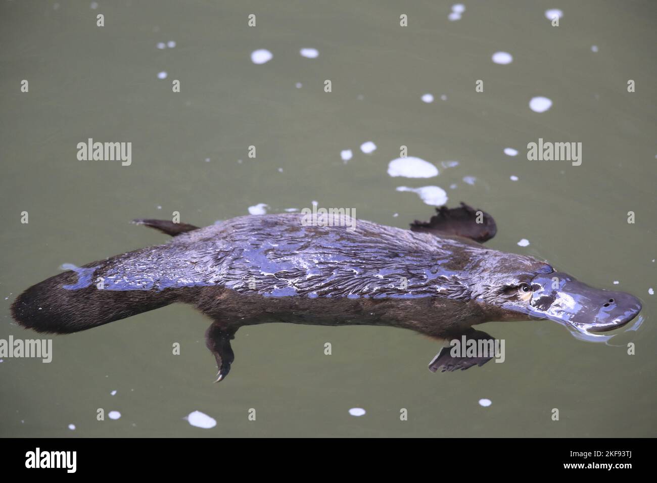 Adult platypus hi-res stock photography and images - Alamy