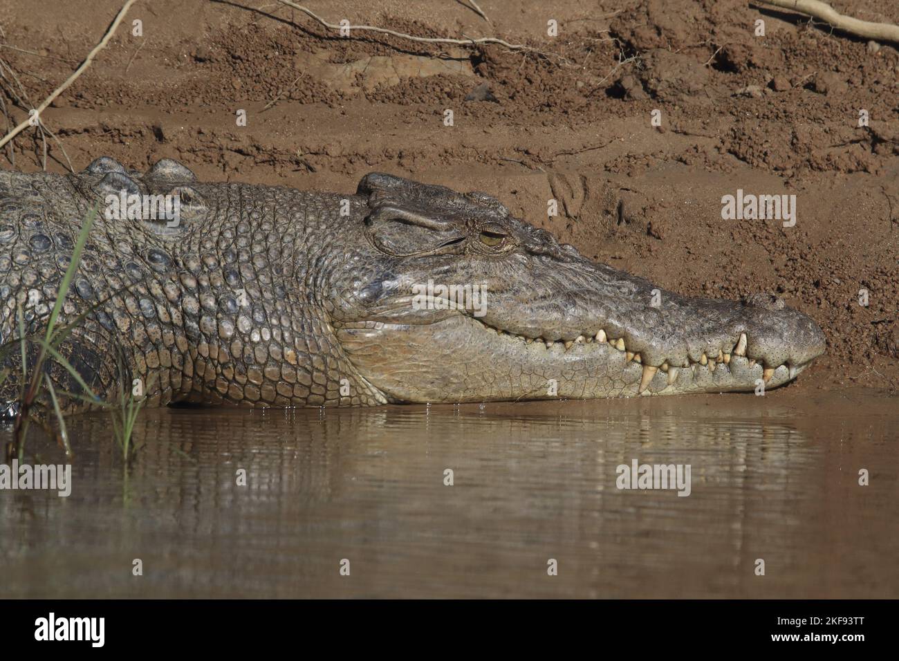 Estuarine reptiles hi-res stock photography and images - Alamy