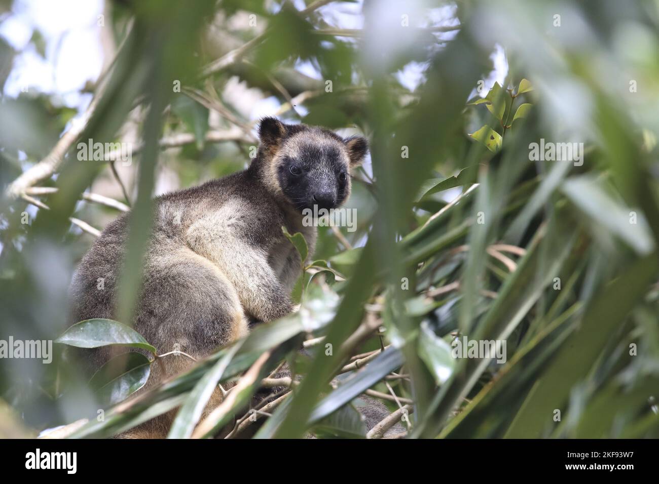 Bennetts tree kangaroo hi-res stock photography and images - Alamy
