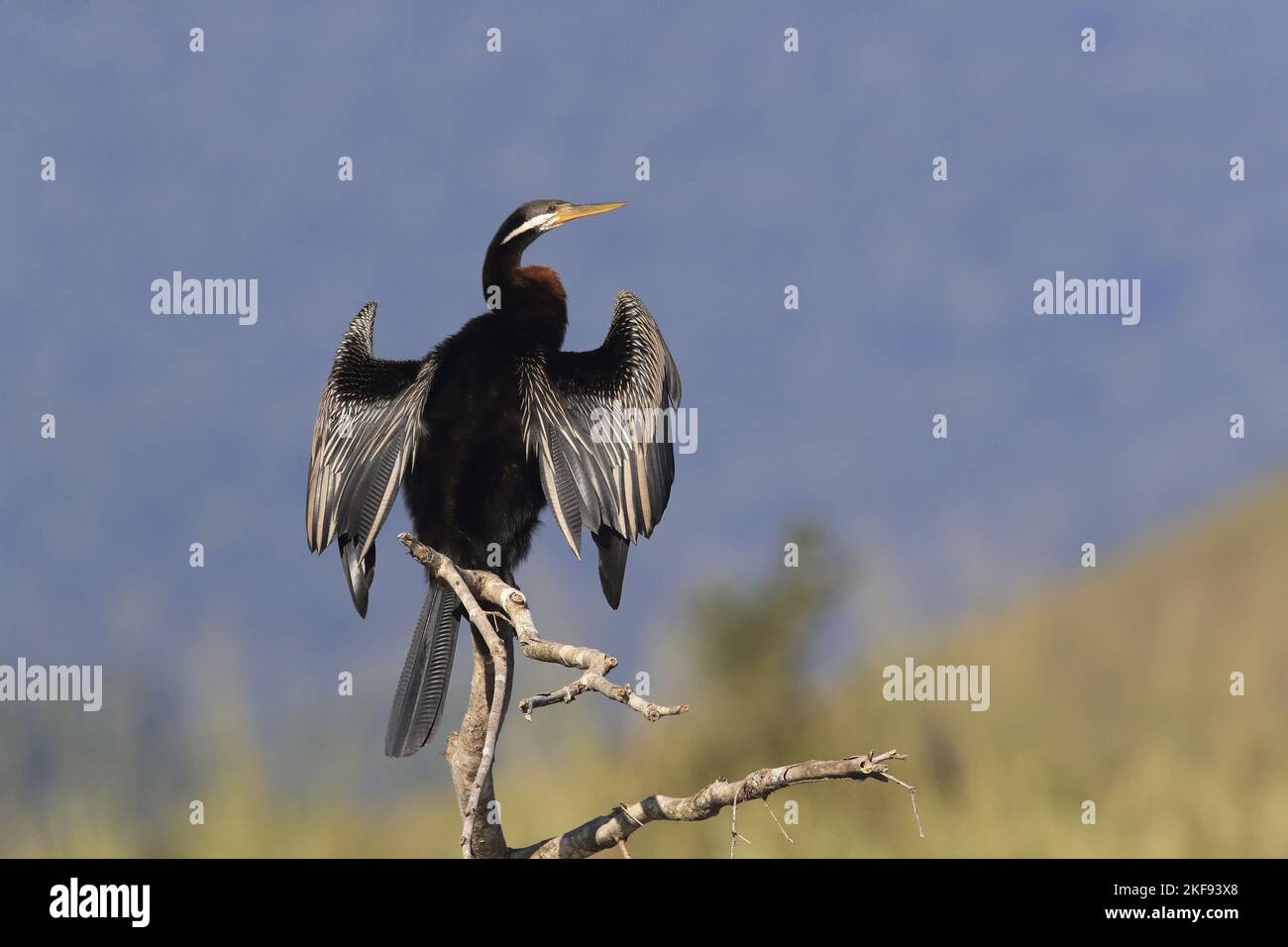 Australian darters hi-res stock photography and images - Alamy