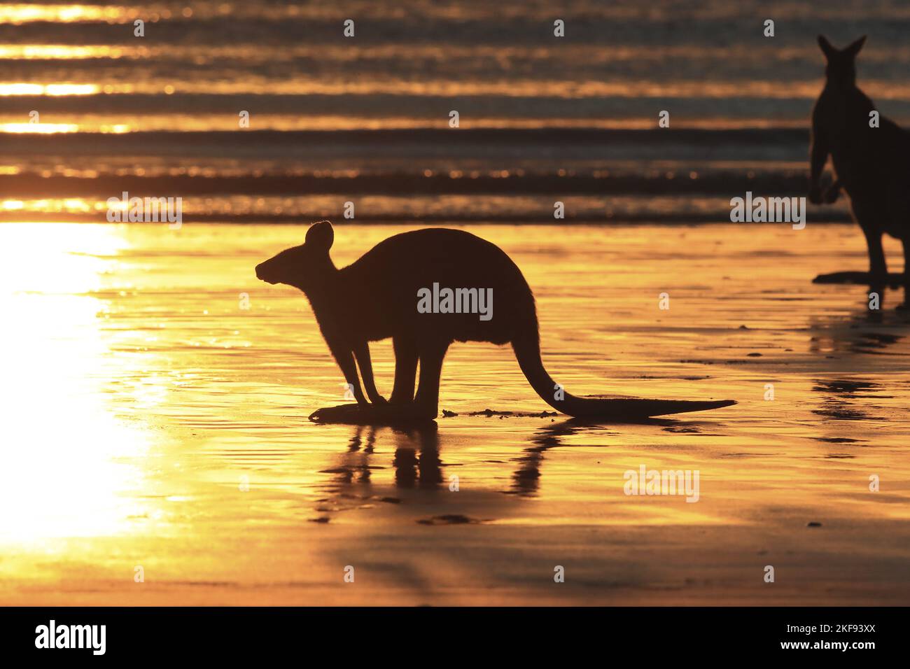 Two tailed whip hi-res stock photography and images - Alamy