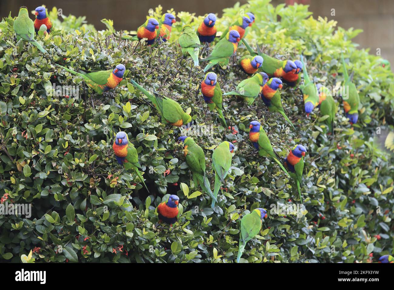 flock of rainbow lorikeets Stock Photo - Alamy