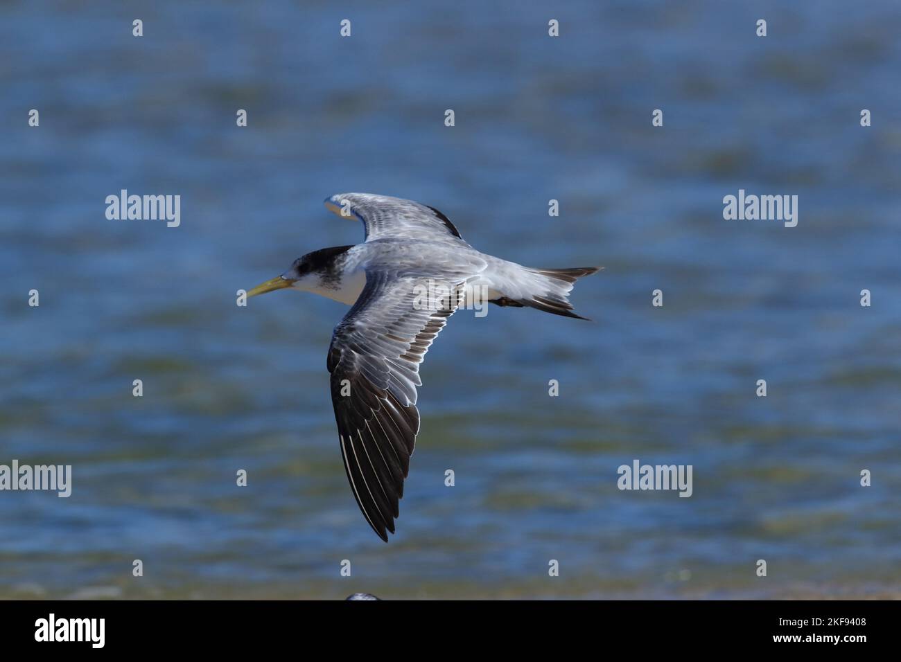 Flying sun terns hi-res stock photography and images - Alamy