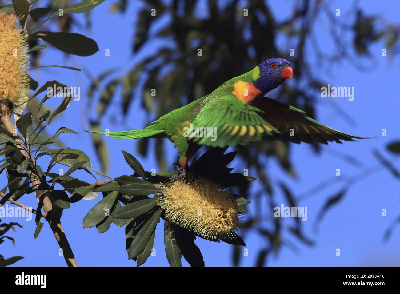 Rainbow lorikeet flying hi-res stock photography and images - Alamy
