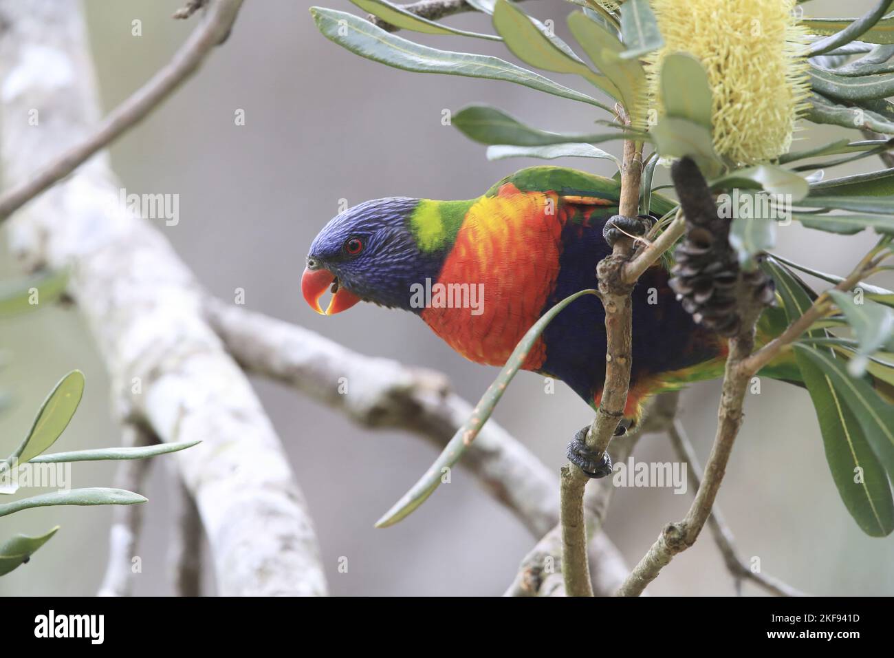 Sing a rainbow song hi-res stock photography and images - Alamy