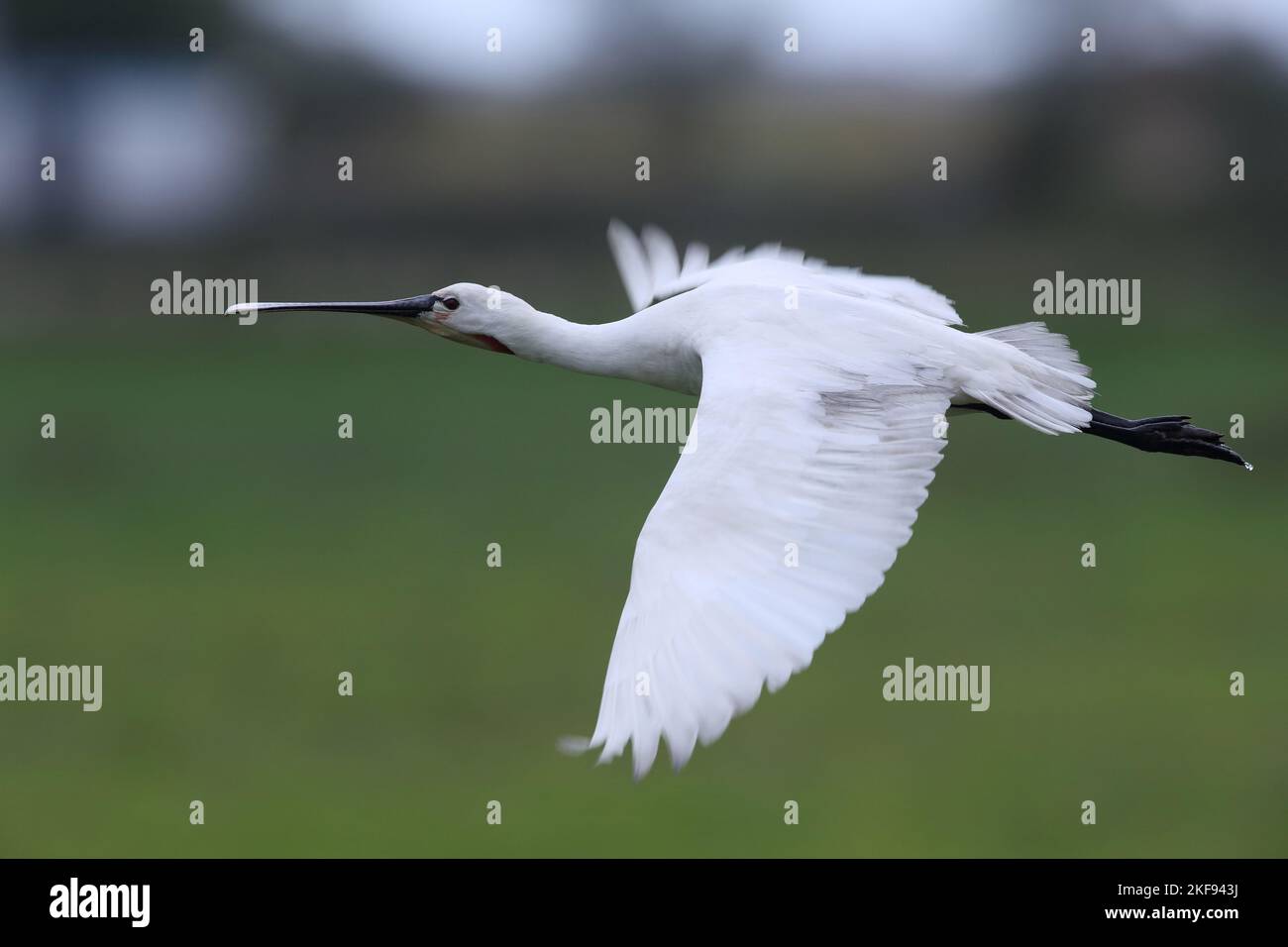 Flying eurasian spoonbills hi-res stock photography and images - Alamy