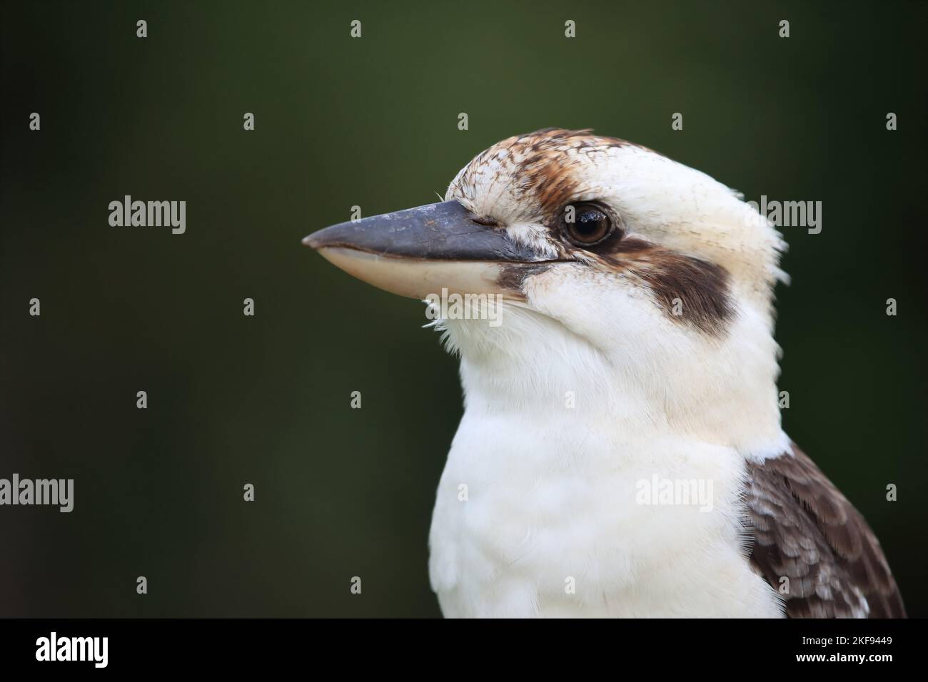 Kookaburra profile view hi-res stock photography and images - Alamy