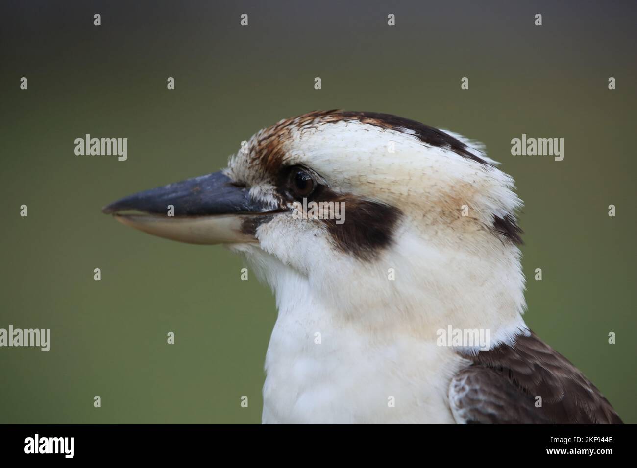 Kookaburra profile view hi-res stock photography and images - Alamy