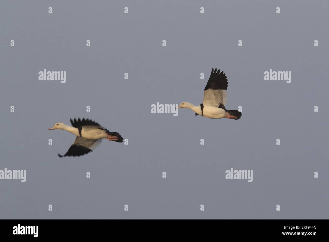 Burdekins hi-res stock photography and images - Alamy