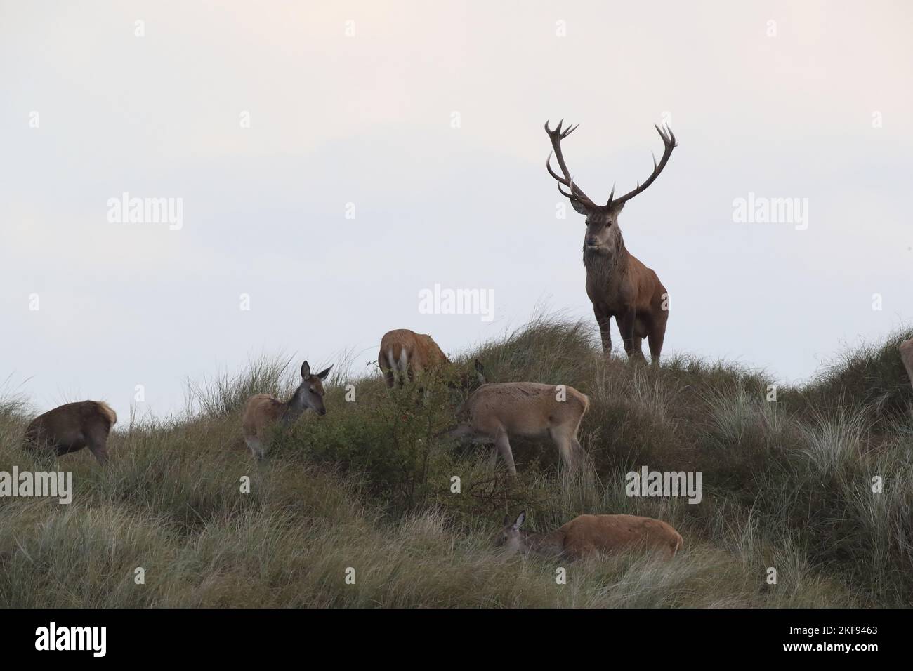 Pack of deers hi-res stock photography and images - Alamy