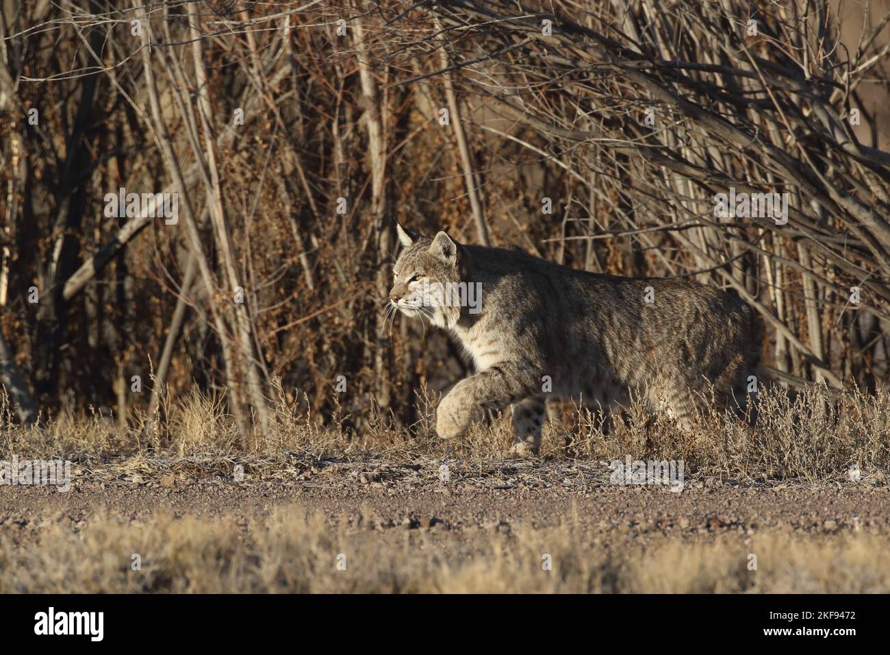 Bobcat side view hi-res stock photography and images - Alamy